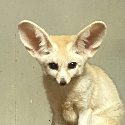 フェネック | エキゾチックペットガイド